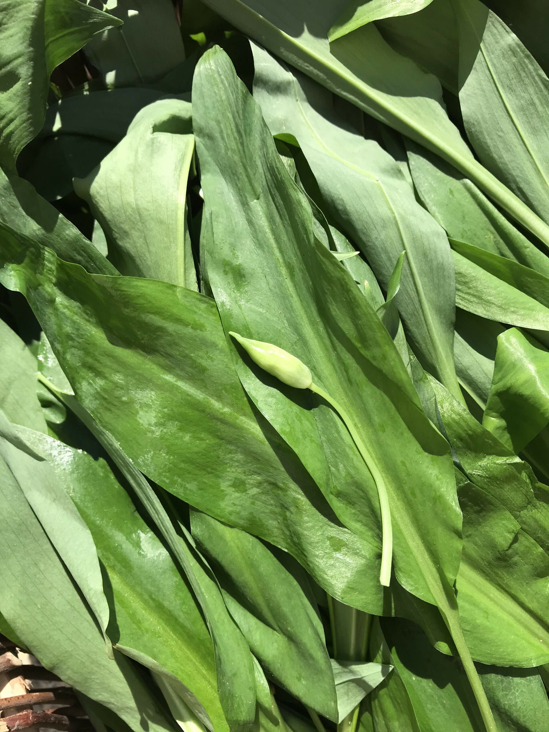 Cuisine sauvage : plein feux sur l’ail des ours