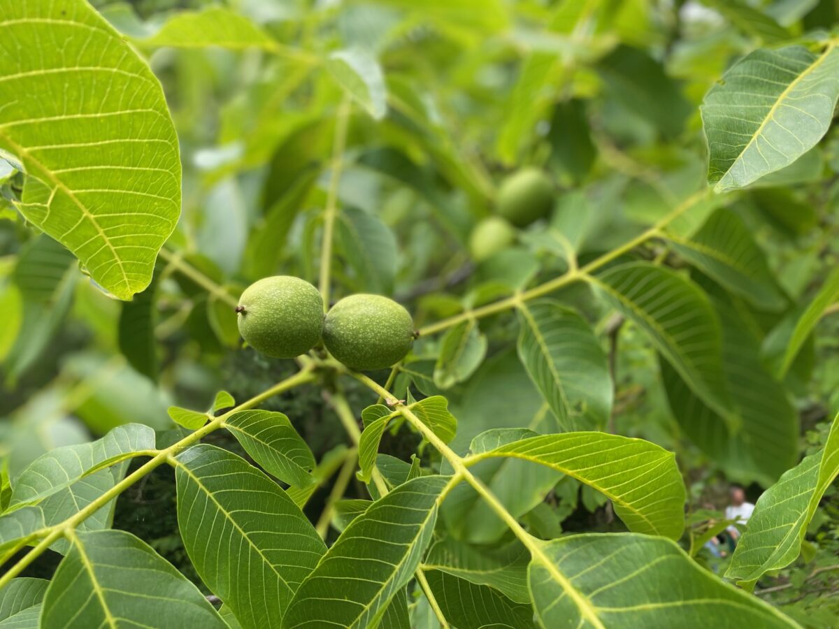 Recette pour faire son propre vin de noix maison