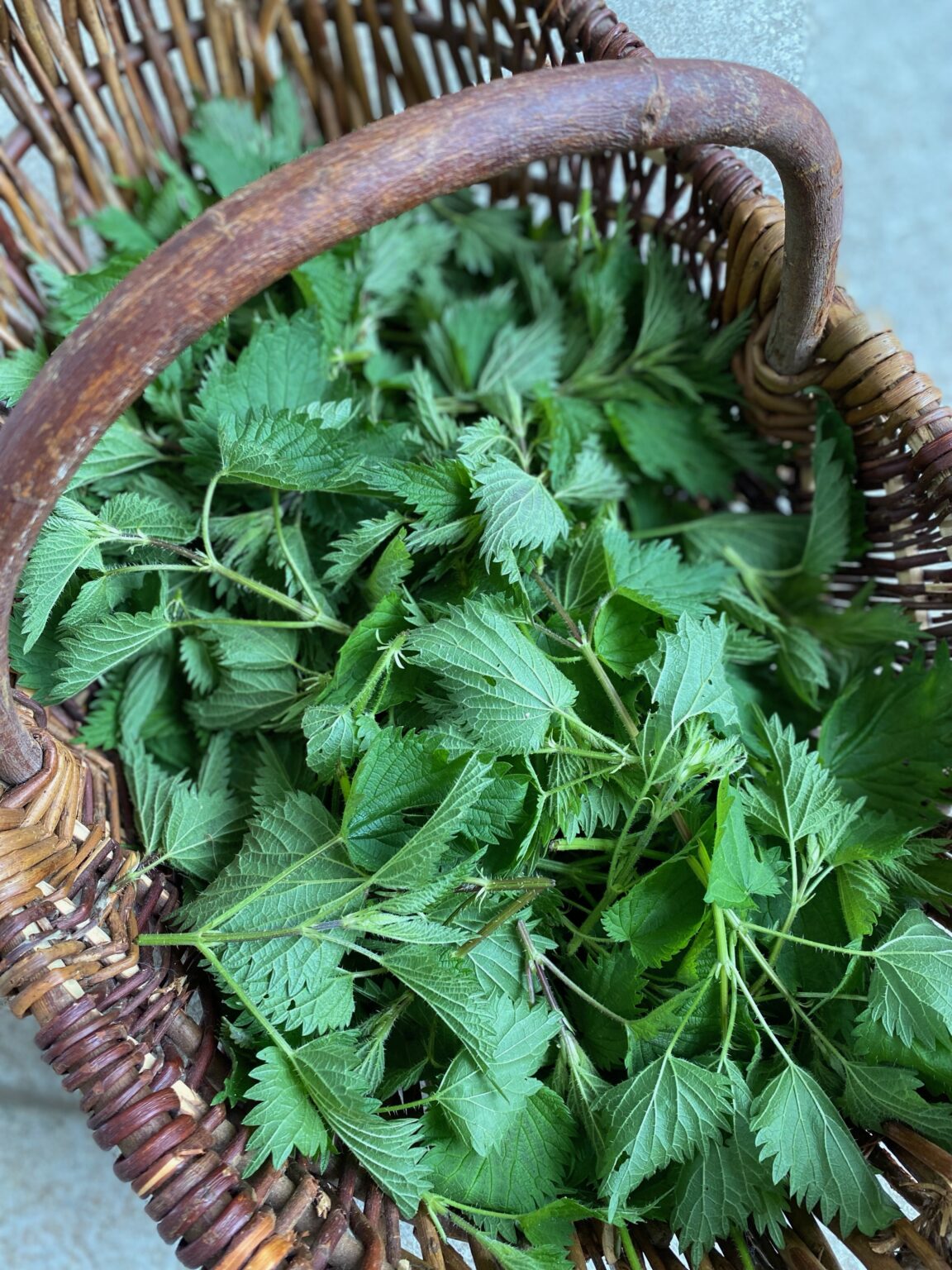 Recettes à base d'orties