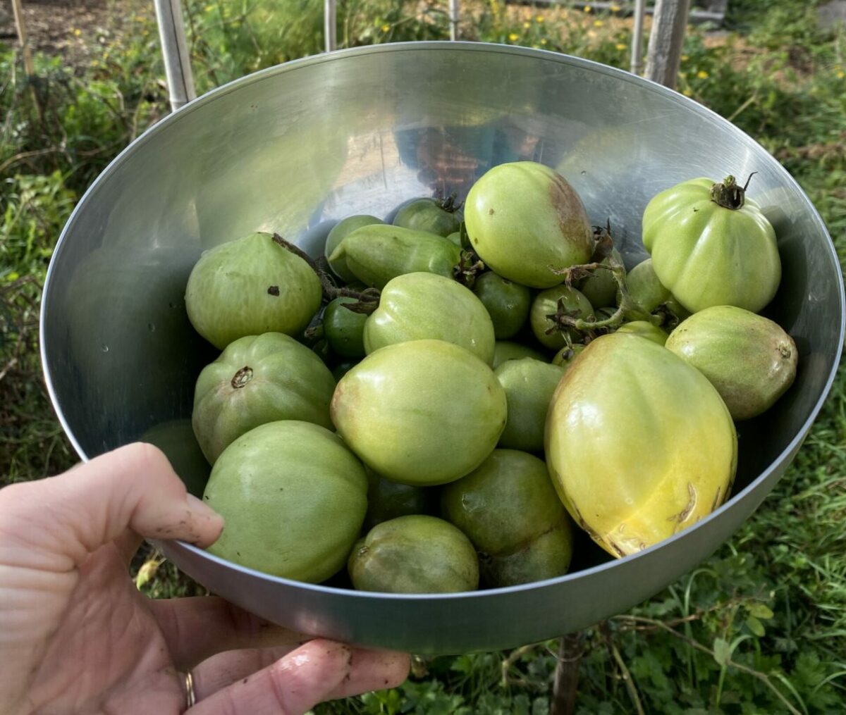 Comment cuisiner les tomates vertes (tomates à peine mûres)